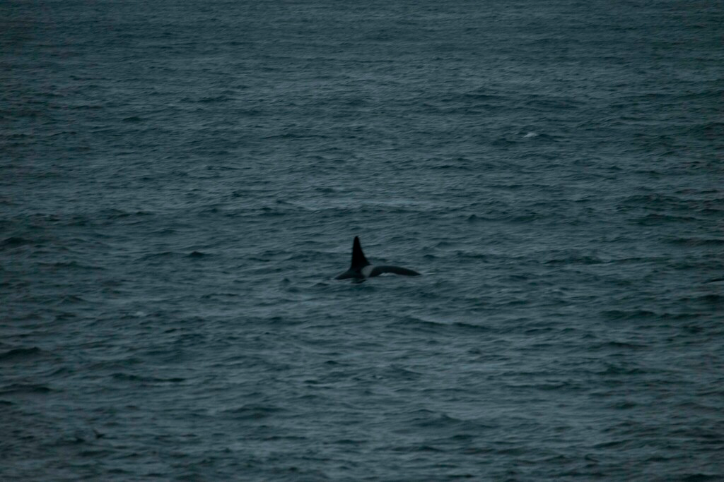 Orcinus orca (Linnaeus, 1758)