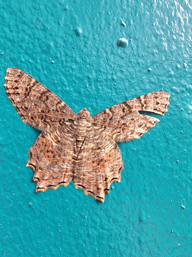 Geometer Moths from CJ8R+4CR, Bajura, Vega Alta 00692, Puerto Rico on ...