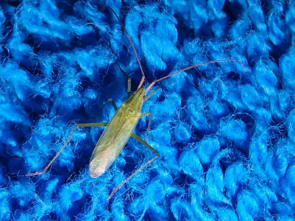 Trigonotylus in August 2022 by Zoology123 · iNaturalist