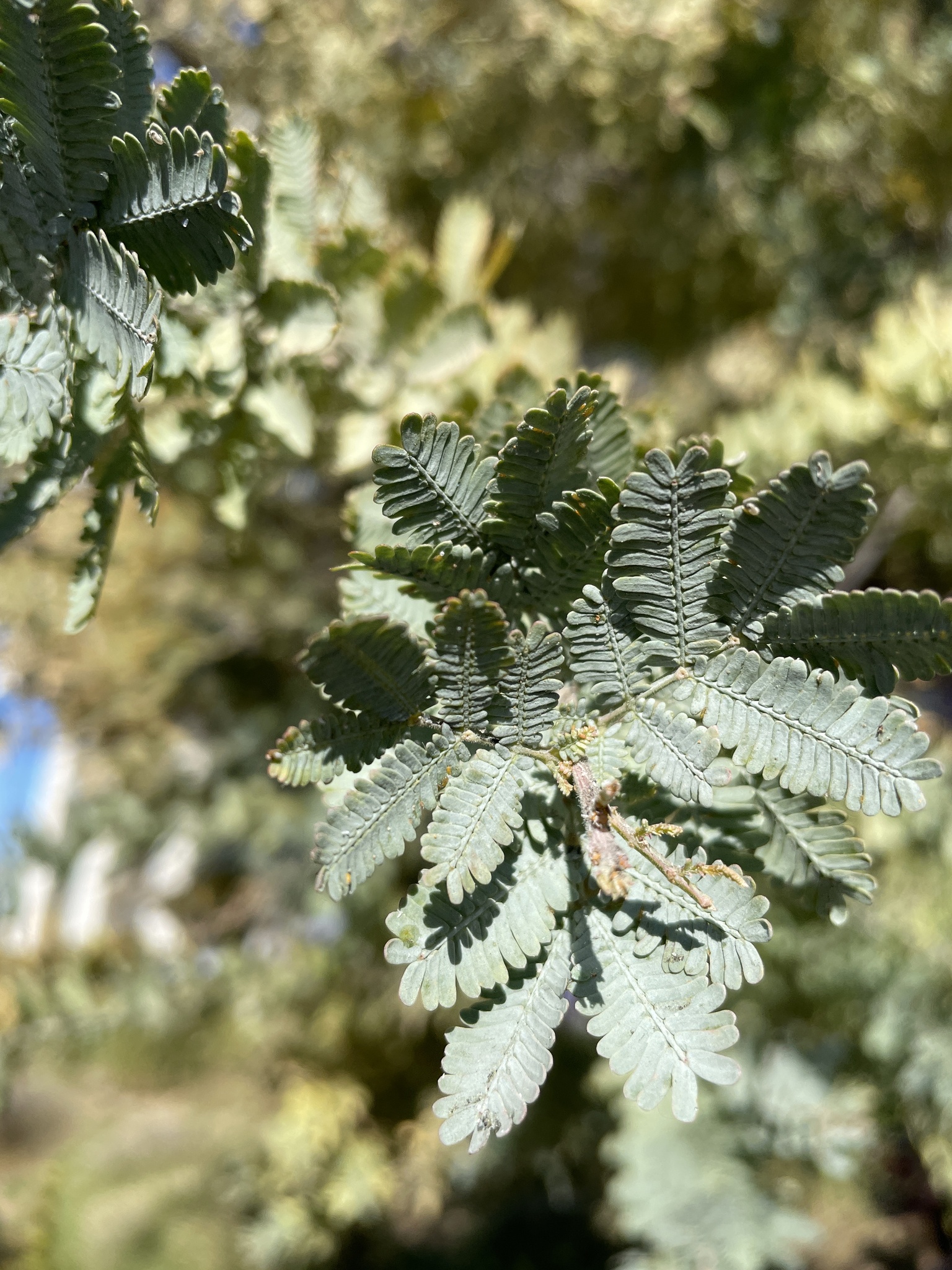 Acacia baileyana F.Muell.
