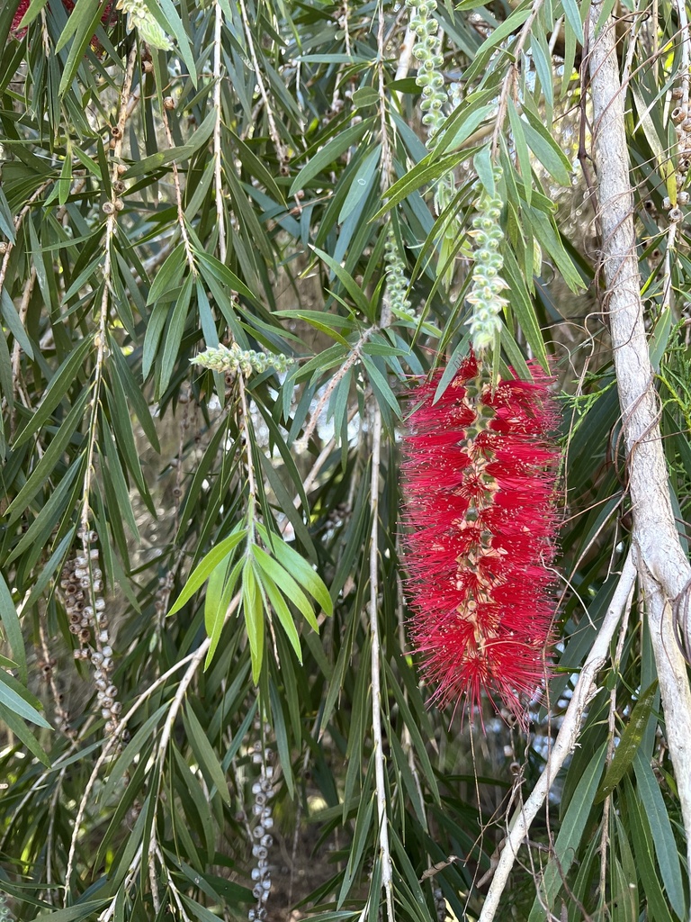 weeping bottlebrush from Crystal River National Wildlife Refuge ...