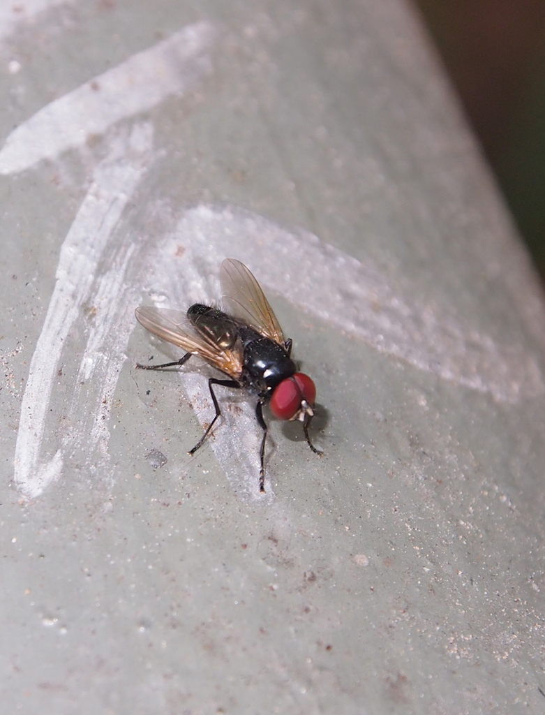 Hydrotaea chalcogaster (Diptera (flies) of the Chagos Archipelago ...