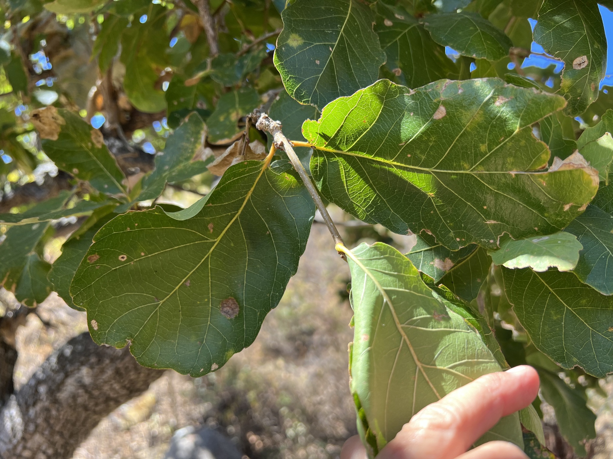 Quercus tuberculata Liebm.