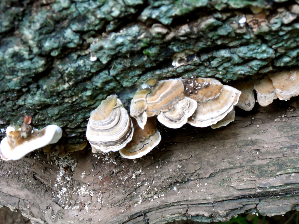 turkey-tail from Stonewall-Panoramic Trail Berkeley, ca on February 18 ...