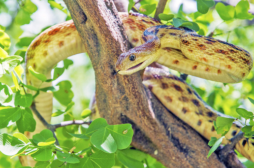 Cape Gopher Snake (Pituophis vertebralis) - Snakes and Lizards