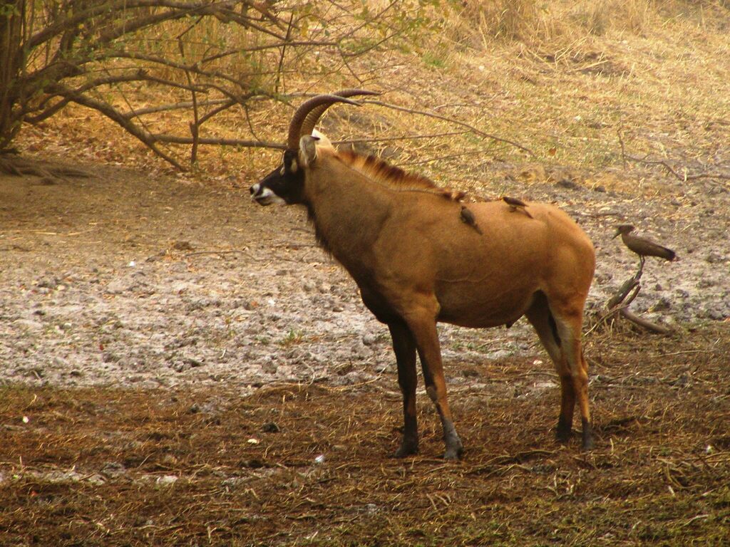 Western Roan Antelope from Tapoa, Burkina Faso on March 19, 2010 at 02: ...