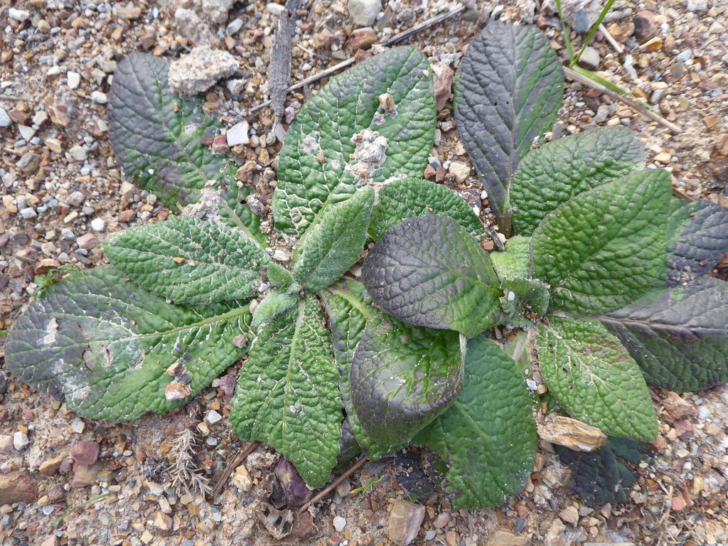 Pulicaria odora from Lagos, 8600, Portugal on February 10, 2023 at 05: ...