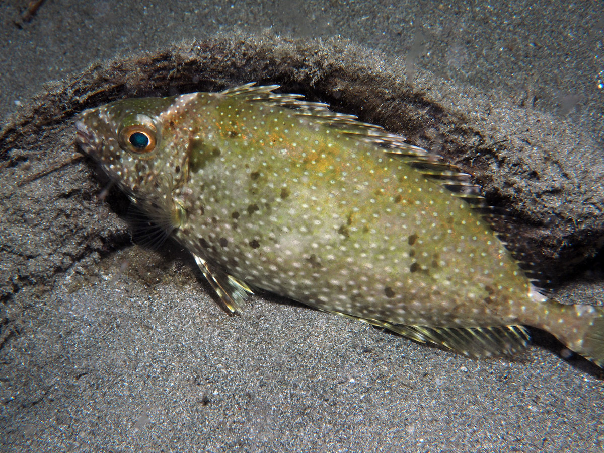 Siganus canaliculatus (Park, 1797)