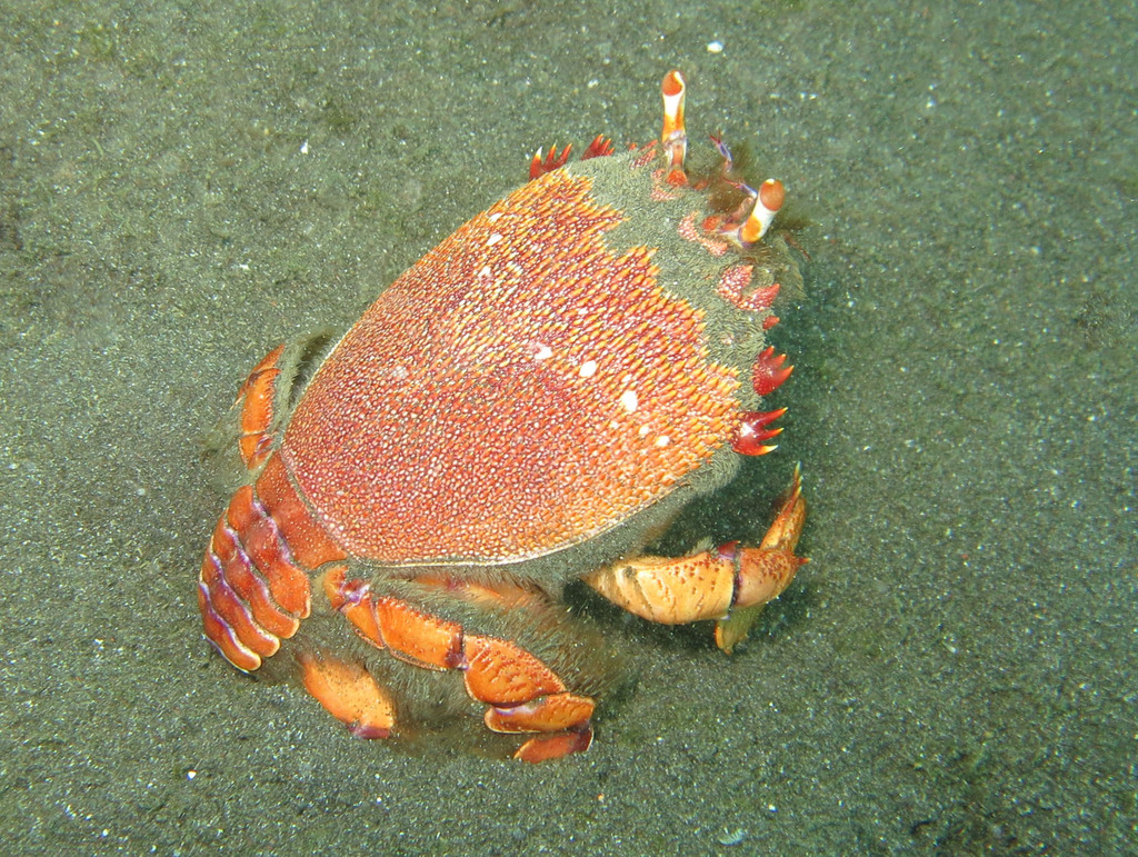 Spanner Crab from Lembeh Strait, Indonésie on July 19, 2017 at 03:55 PM ...