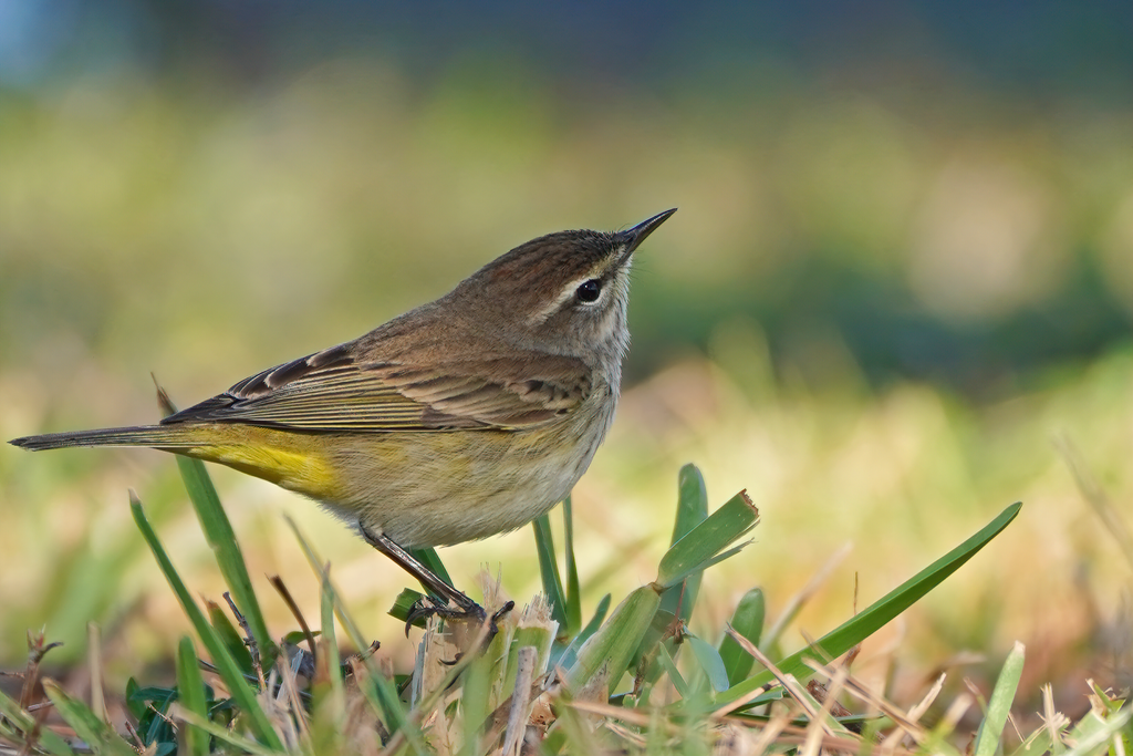 Palm Warbler from Coconut Creek, FL, USA on February 14, 2023 at 02:22 PM by Eridan Xharahi ...