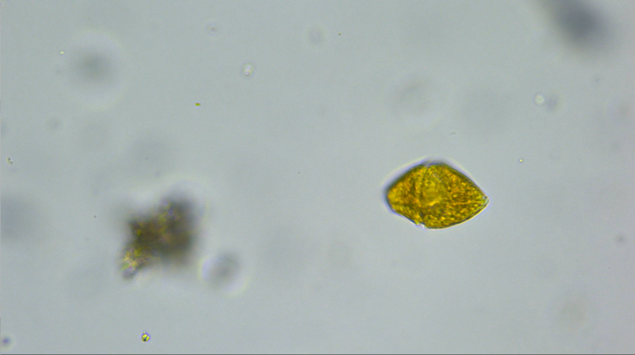 Gymnodinium F.Stein, 1878