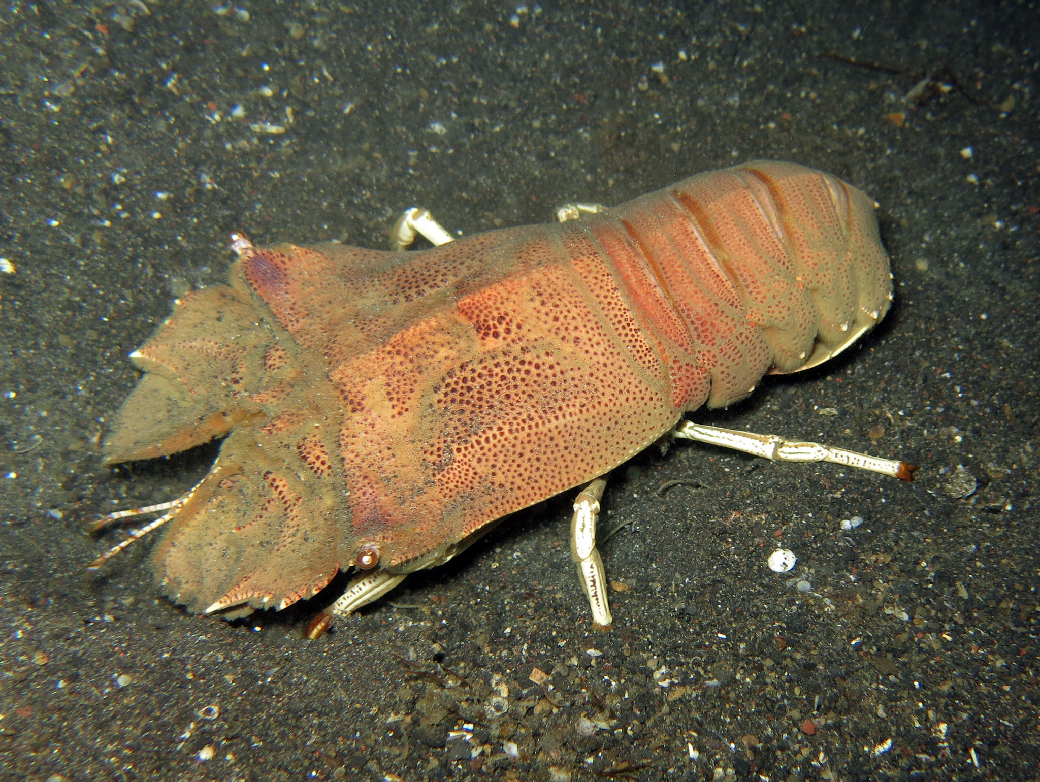 Thenus orientalis (Lund, 1793)