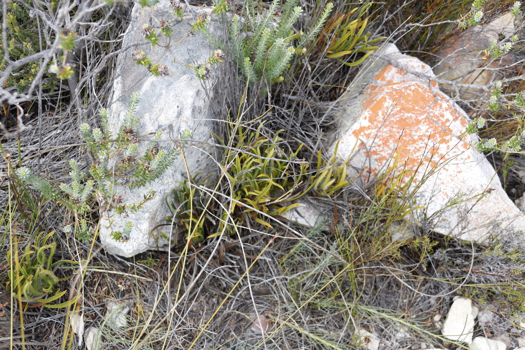 Toothleaf Sugarbush from west Potberg, summit track, Vulture Colony ...