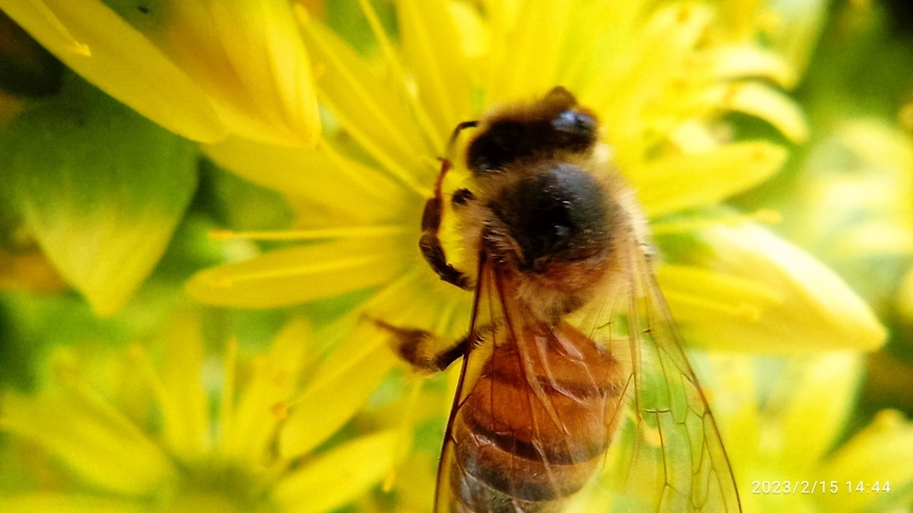 Western Honey Bee from 292G+3Q, Hacienda Vásconez, Ecuador on February ...