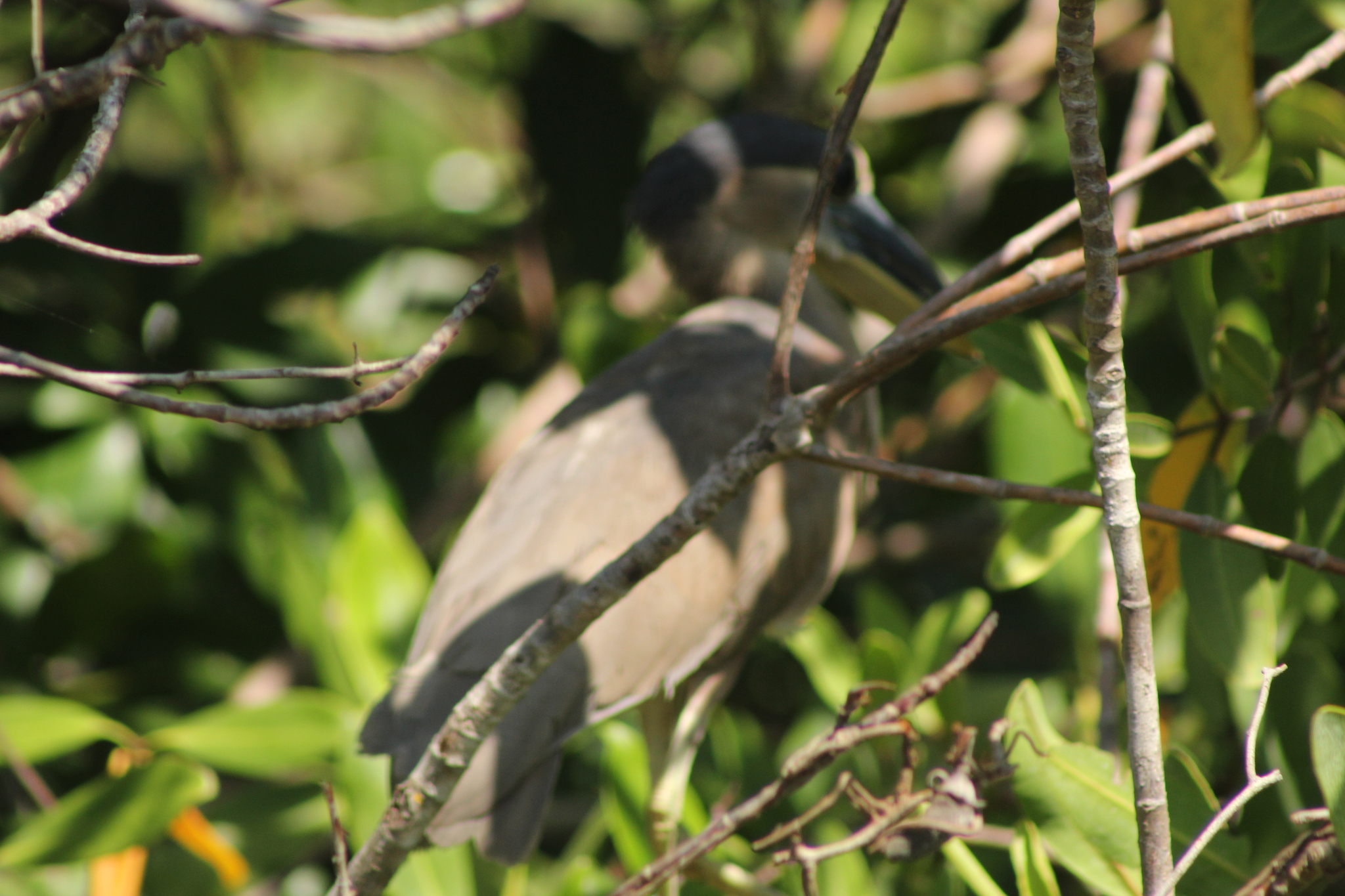 Cochlearius cochlearius (Linnaeus, 1766)