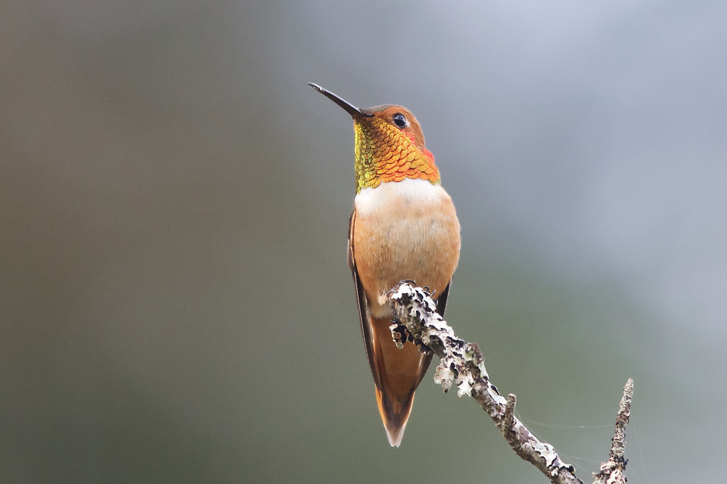 Rufous Hummingbird from Capital, BC, Canada on March 16, 2016 at 10:13 ...