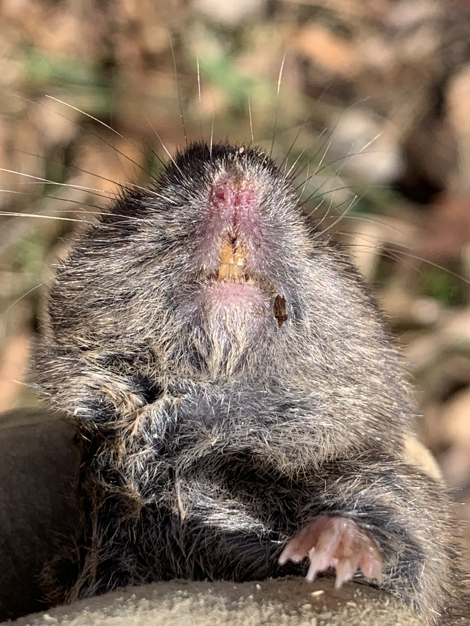 Microtus pinetorum (Le Conte, 1830)