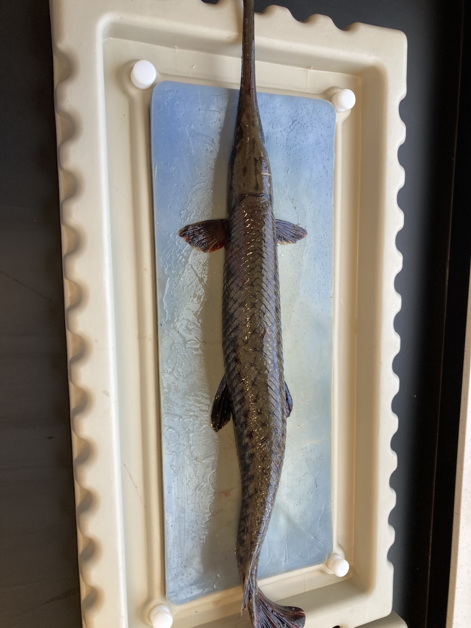 Lepisosteus osseus (Linnaeus, 1758)