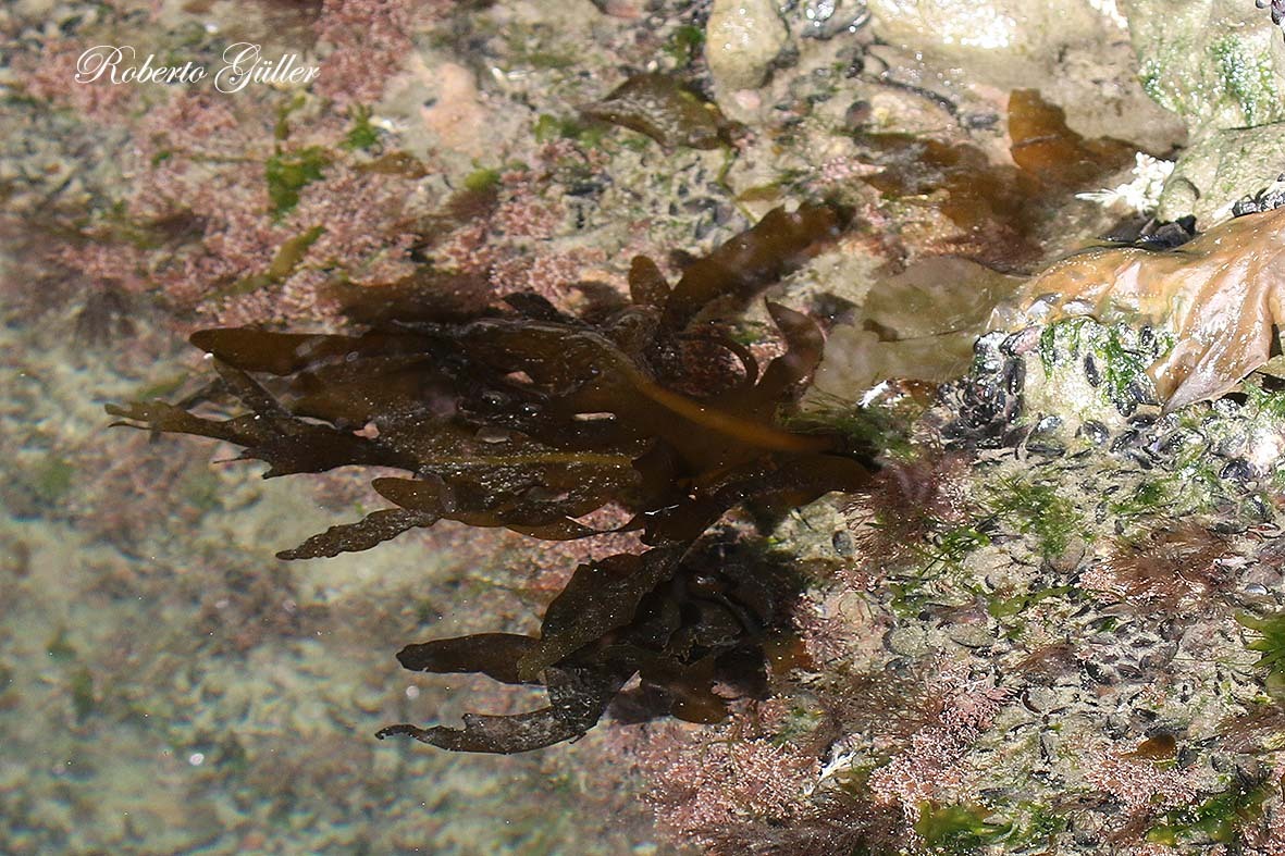 Undaria pinnatifida (Harv.) Suringar