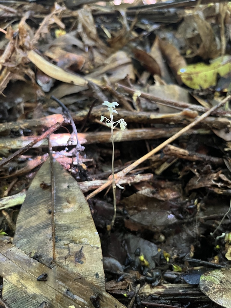 Gymnosiphon sphaerocarpus from El Yunque National Forest, Luquillo ...