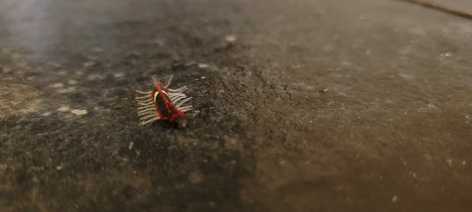 Rhetus arcius (Linnaeus, 1763)