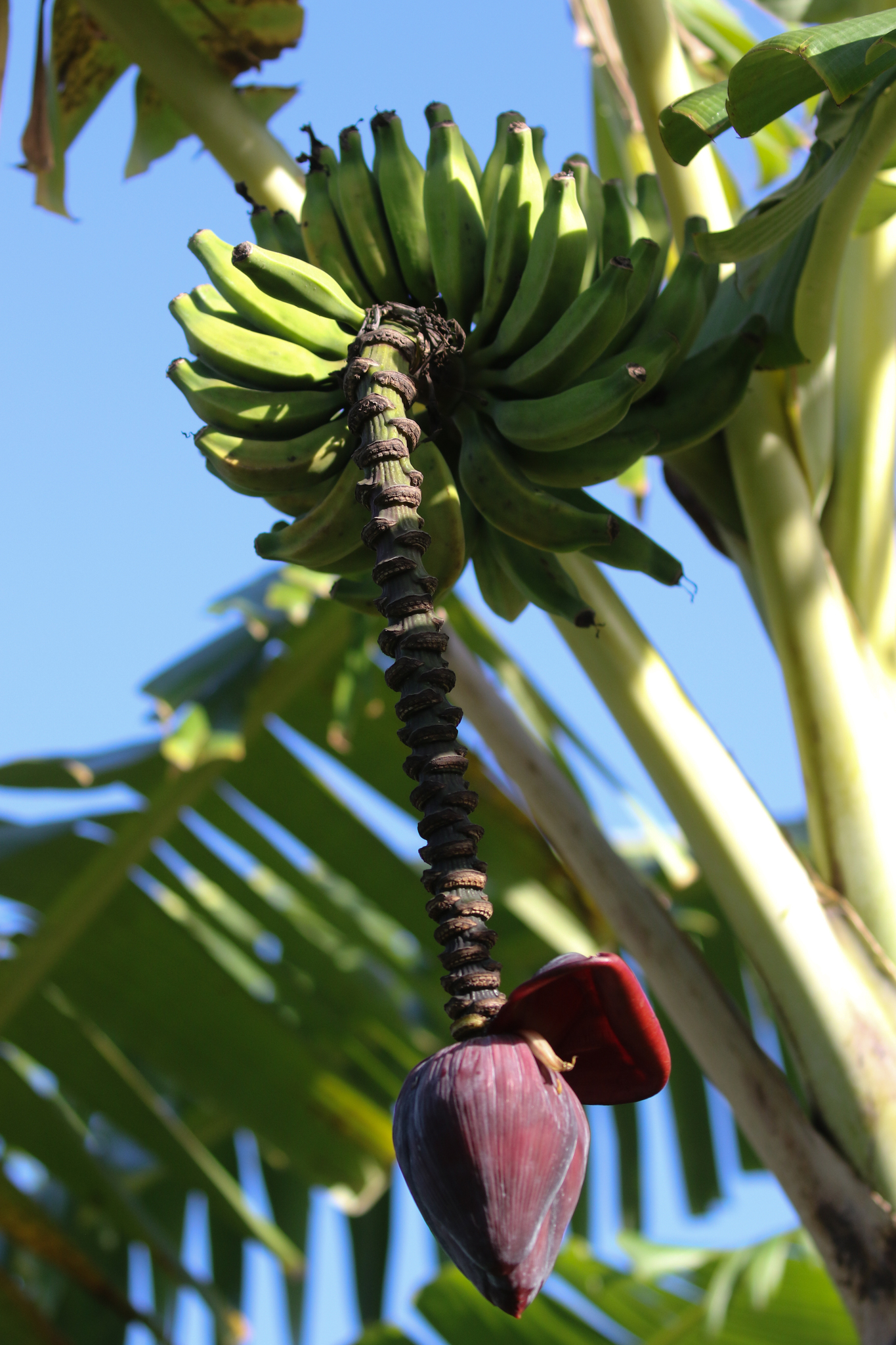 Musa ×paradisiaca L.