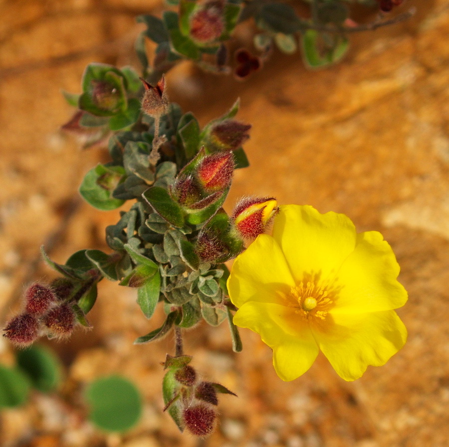 Halimium lasianthum subsp. lasianthum