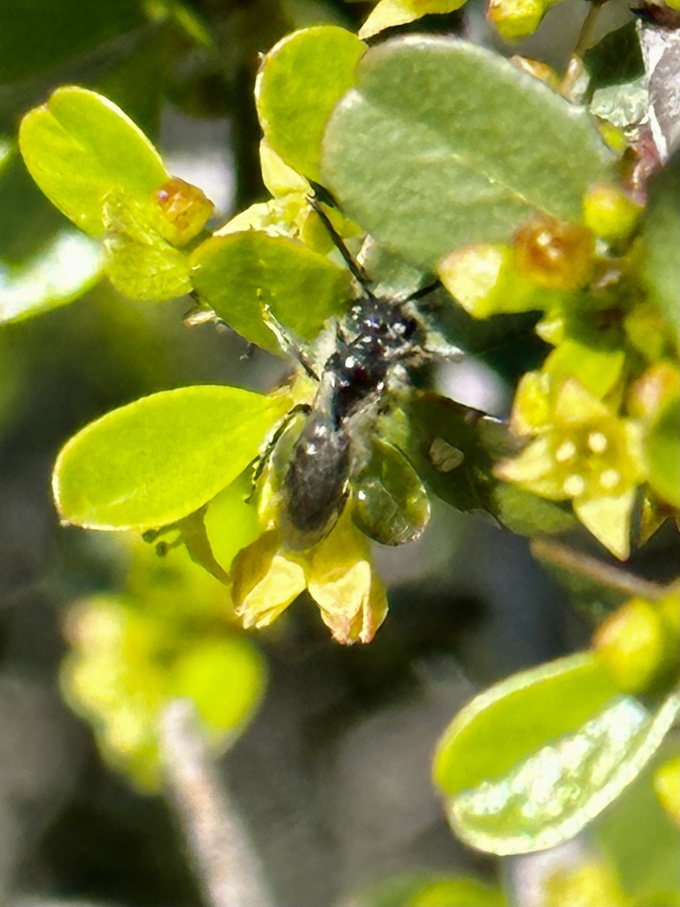 Panurginus from Tierrasanta, San Diego, CA, US on February 15, 2023 at ...