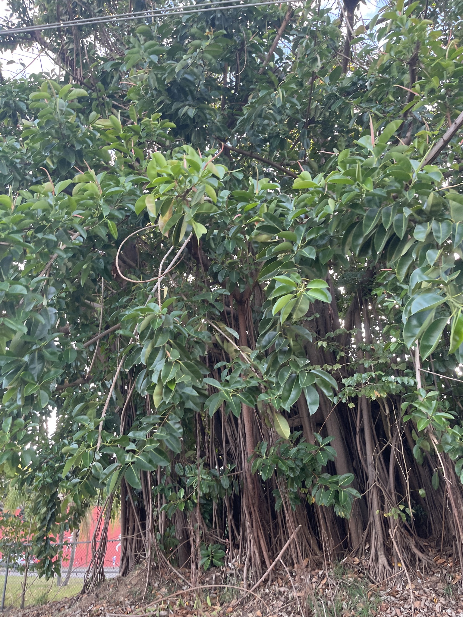 Ficus elastica Roxb.
