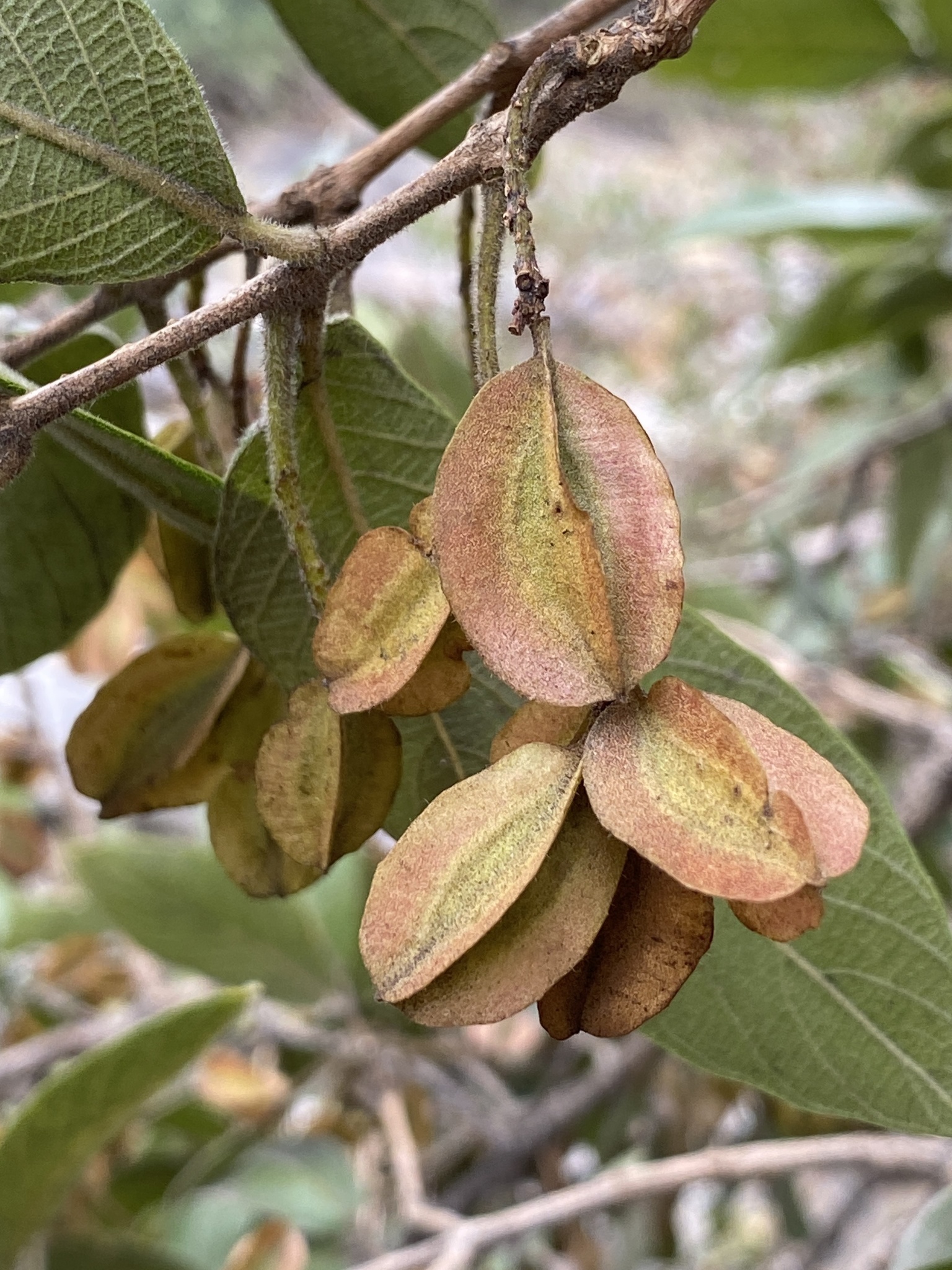 Combretum molle R.Br. ex G.Don