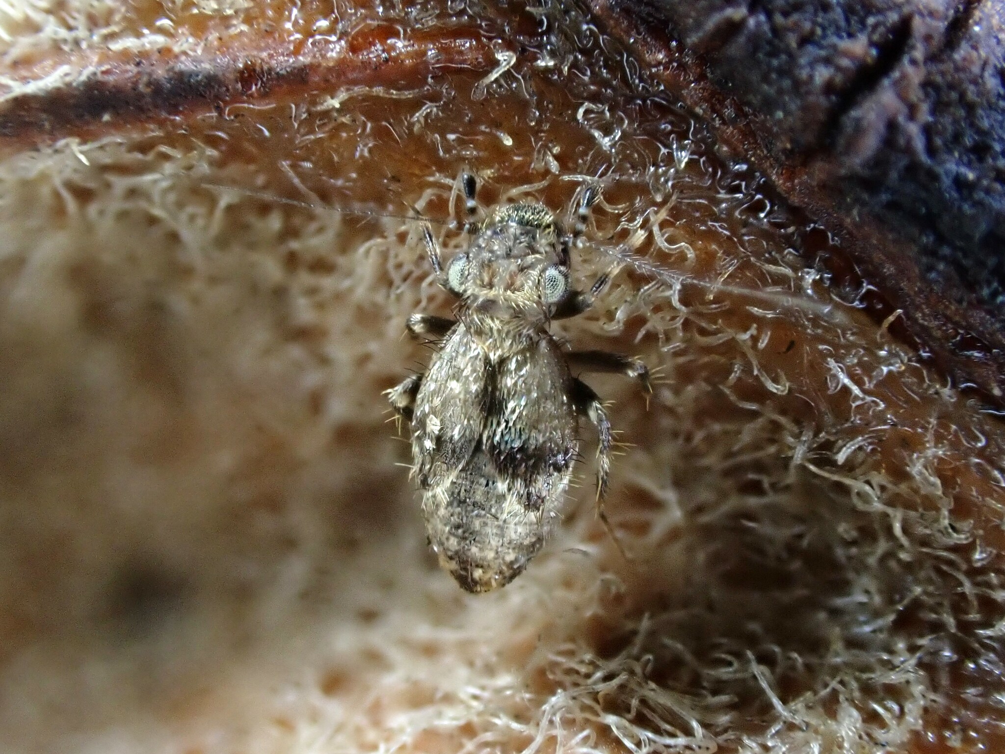 Pteroxanium kelloggi (Ribaga, 1905)