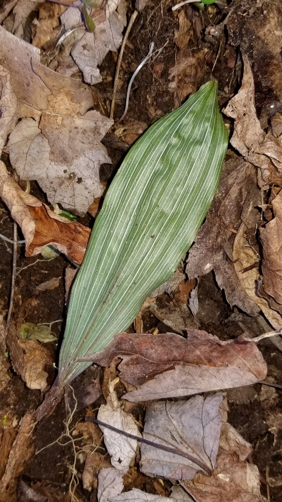 putty root in February 2023 by Joe Sebastiani · iNaturalist