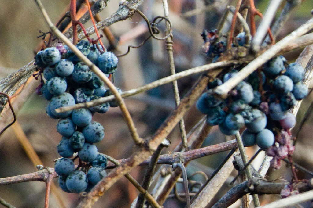 California wild grape (Vitis californica) - Botanical Realm