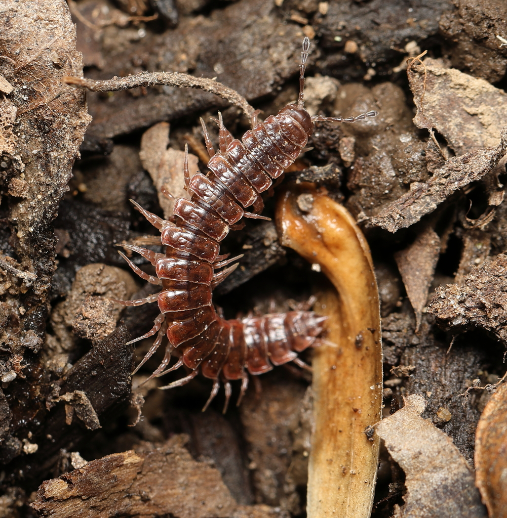 Common Pink Flat-back Millipede from Montgomery, Ohio, United States on ...