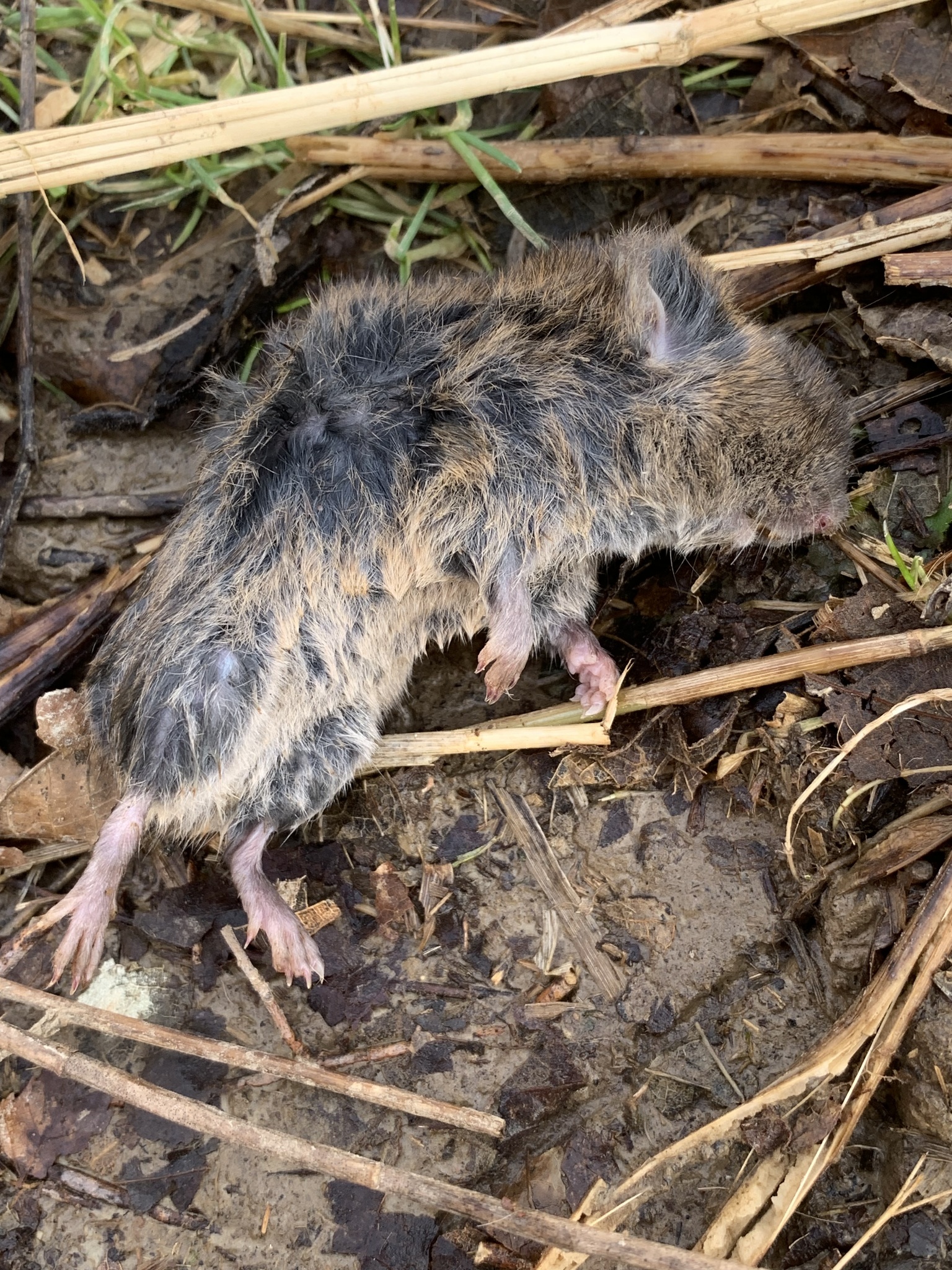 Microtus pinetorum (Le Conte, 1830)