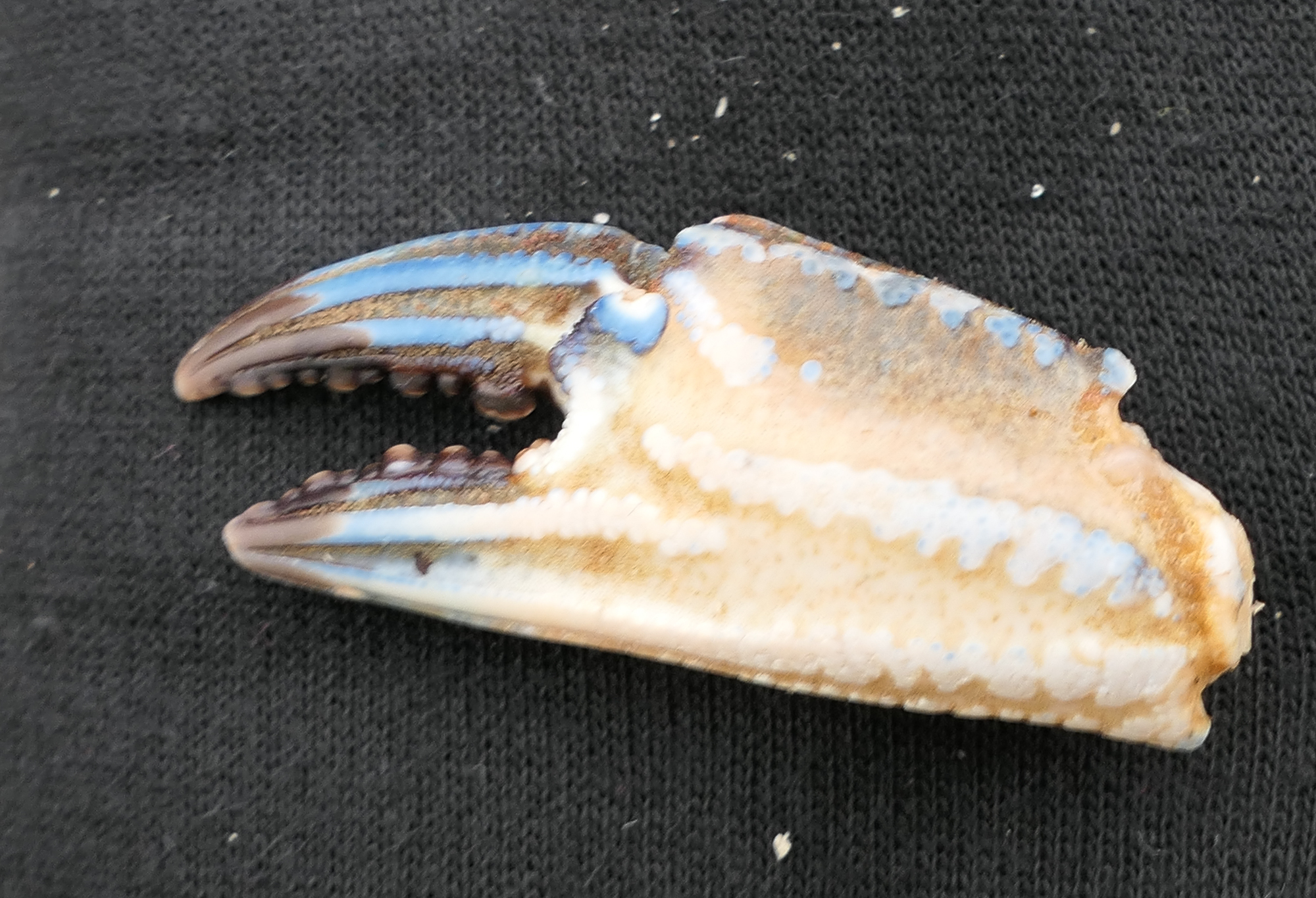 Necora puber (Linnaeus, 1767)