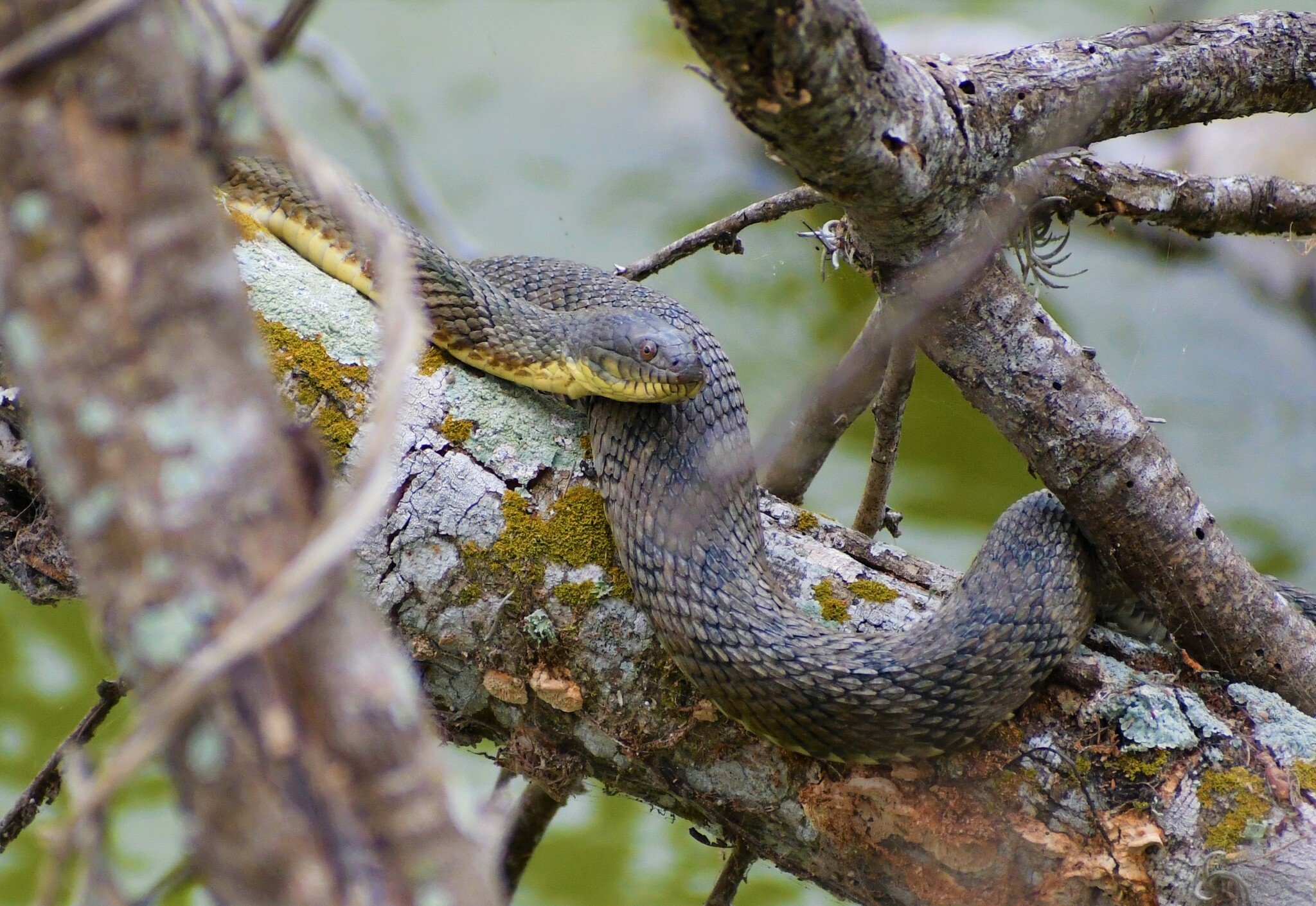 Nerodia rhombifer (Hallowell, 1852)