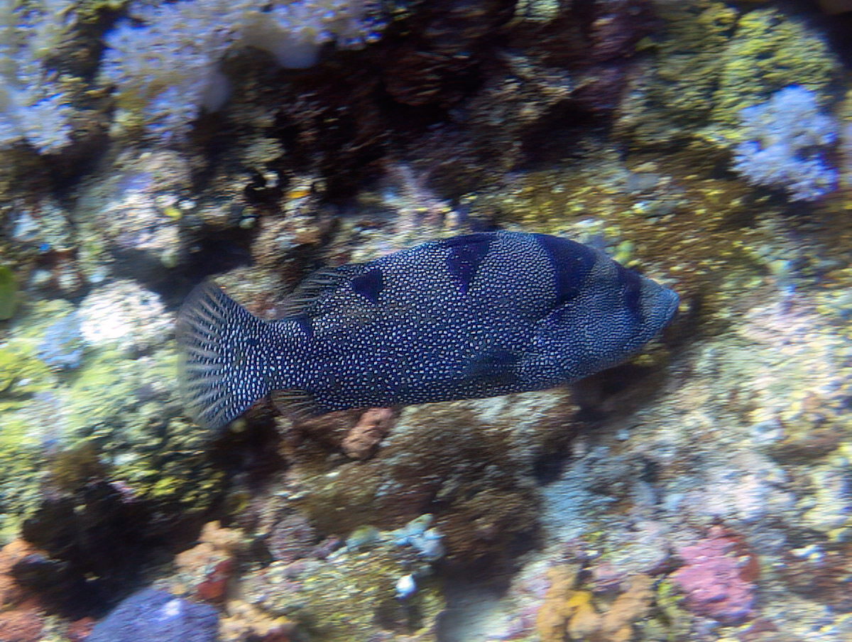 Pogonoperca punctata (Valenciennes, 1830)