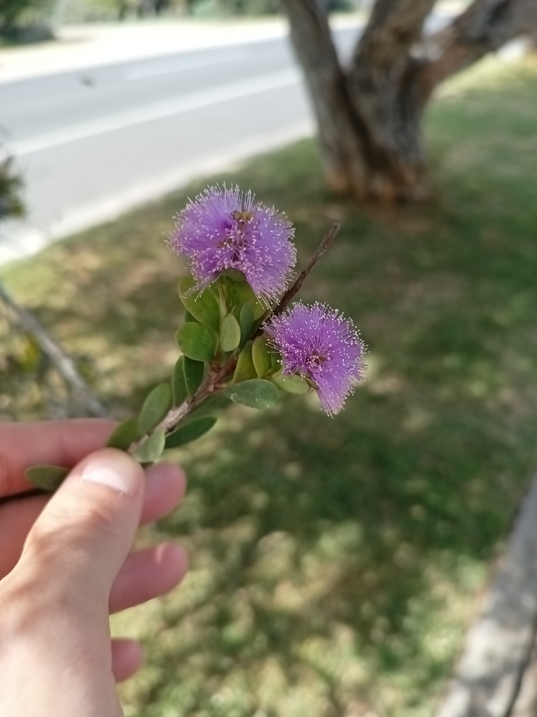 Showy Honey-myrtle from Sorrento VIC 3943, Australia on February 16 ...