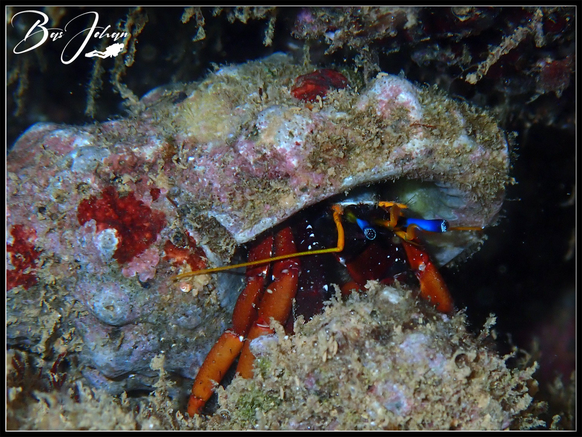 Calcinus morgani Rahayu & Forest, 1999