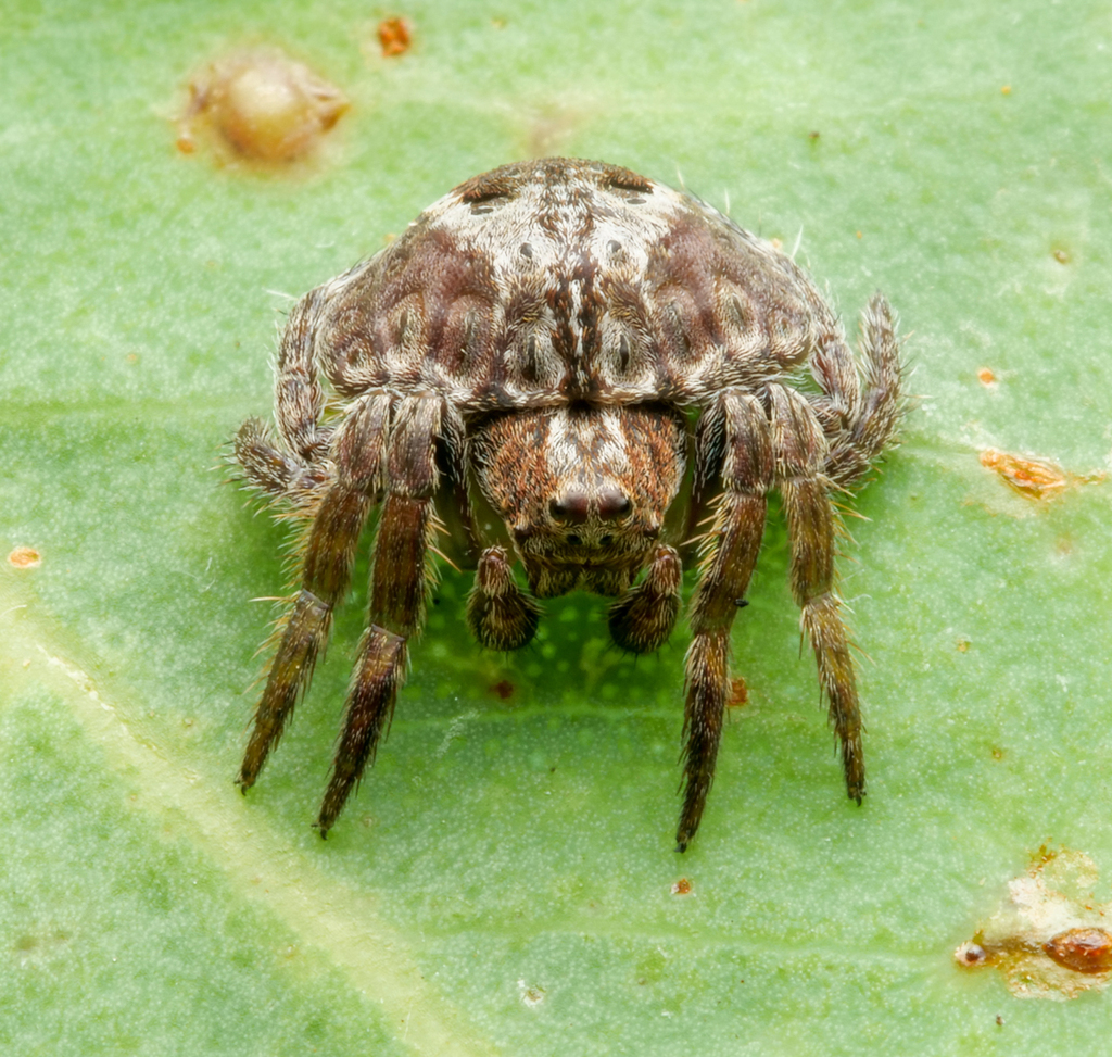 Wrap-around Spiders from Ruby Creek NSW 4380, Australia on December 10 ...