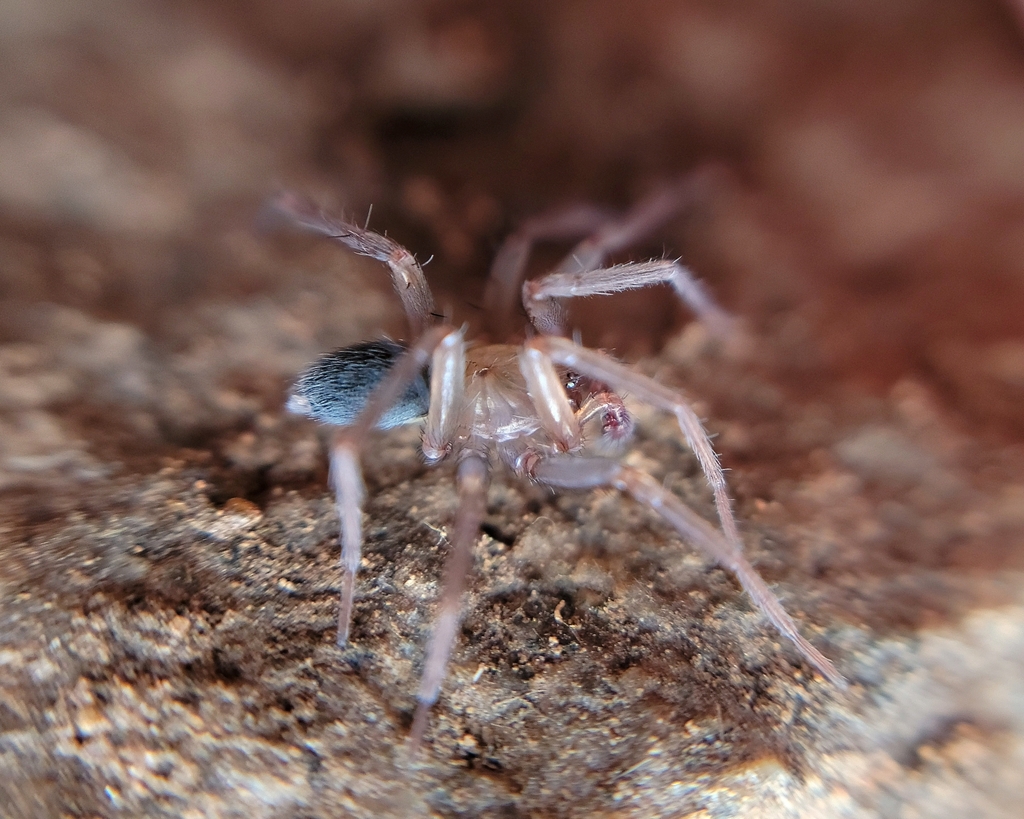 Yorima angelica from Lake Murray, San Diego, CA, USA on February 11 ...
