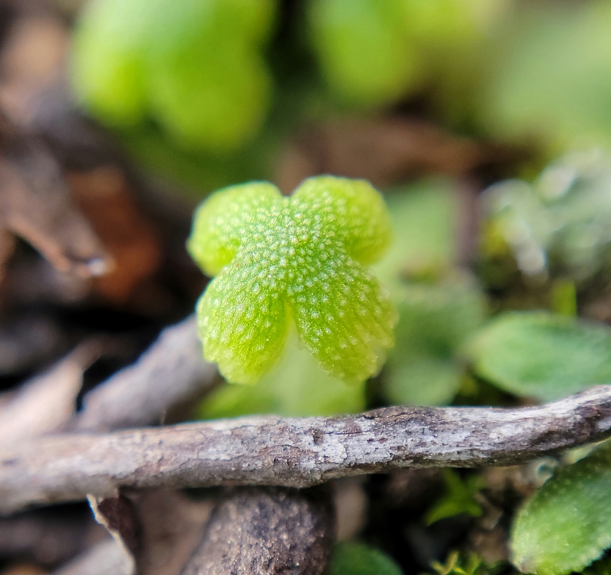 Asterella californica (Hampe ex Austin) Underw.