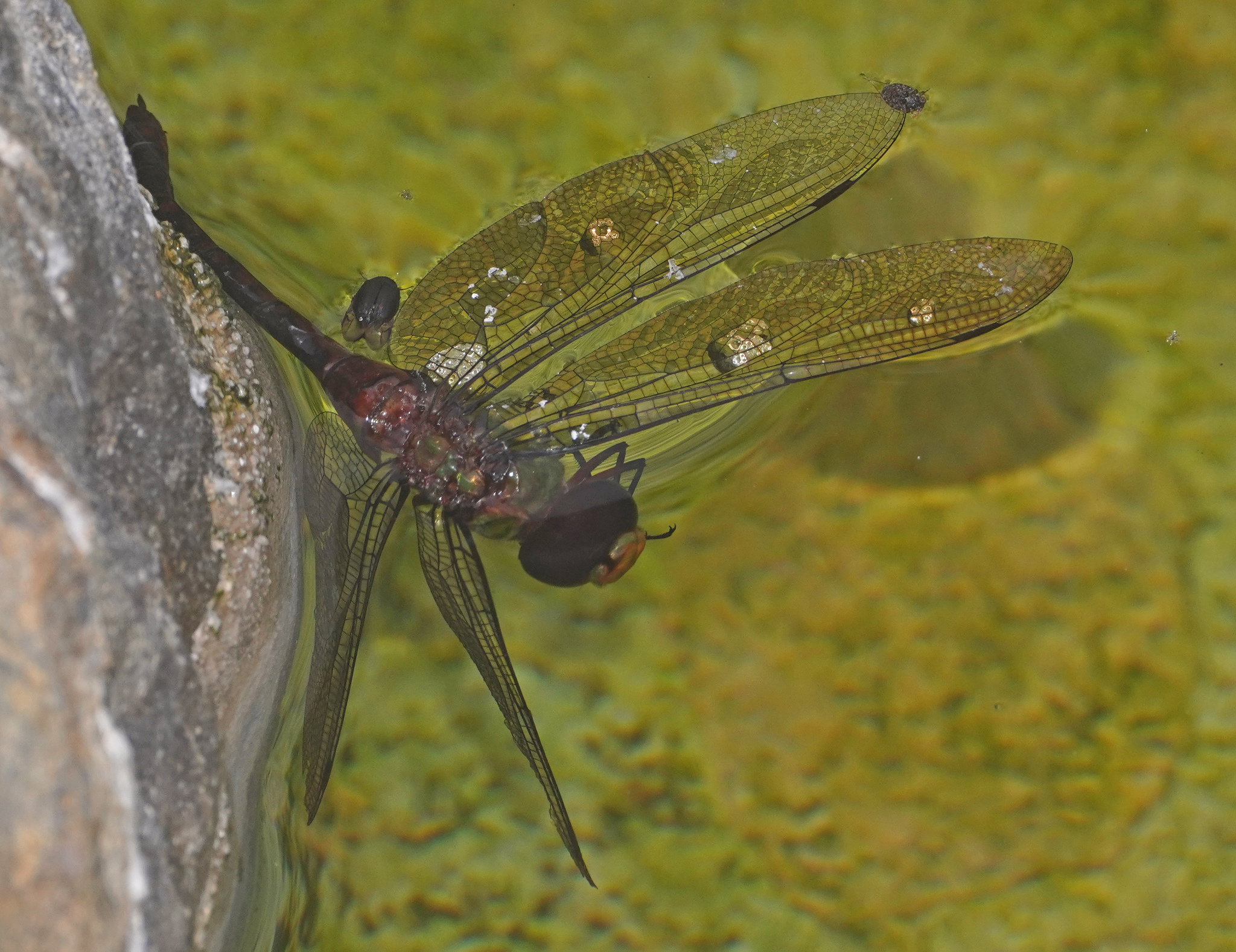 Anax panybeus Hagen, 1867