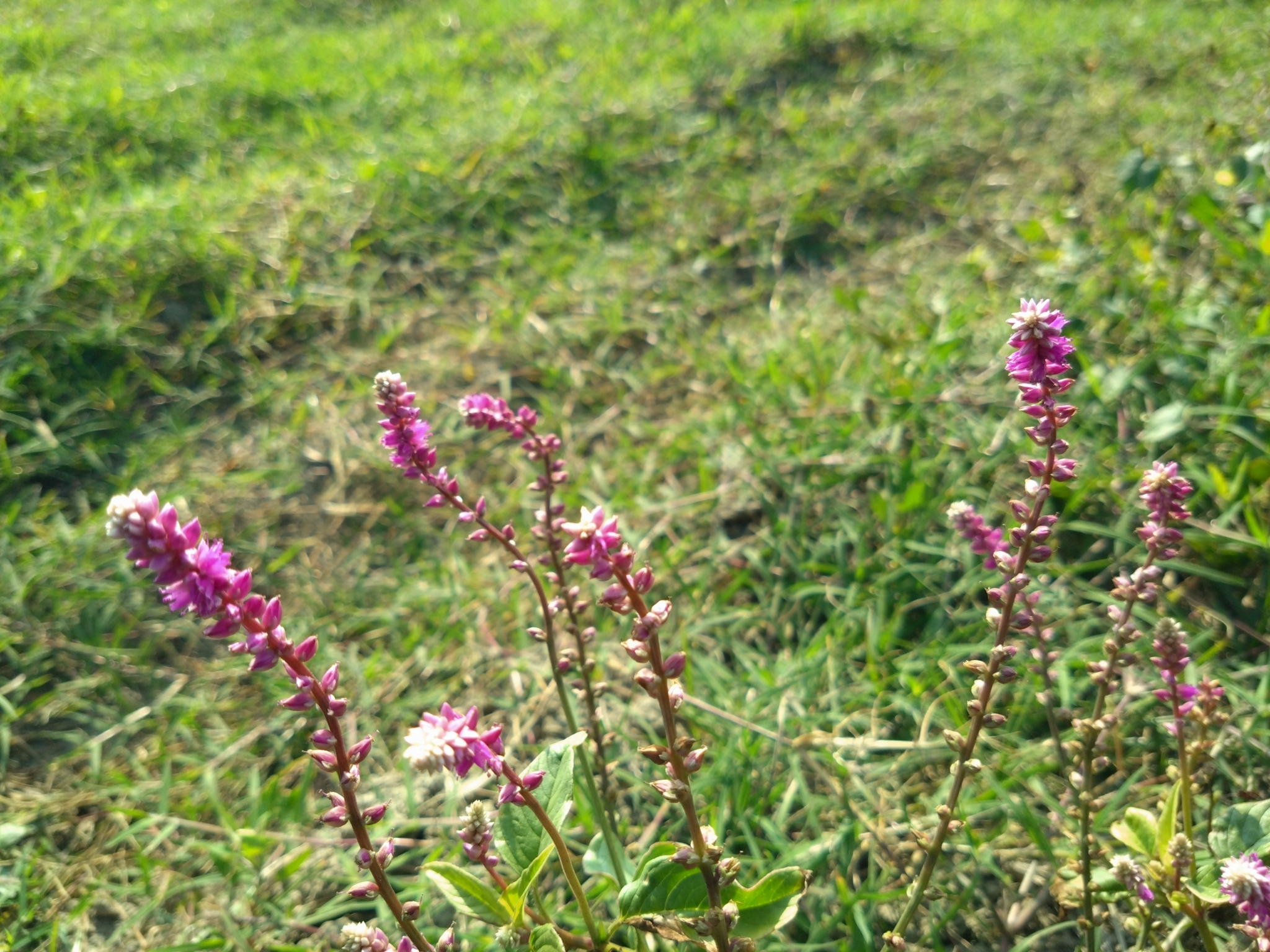 Digera muricata (L.) Mart.