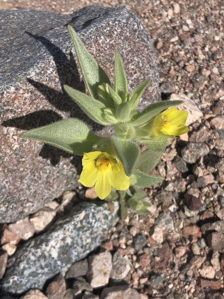 golden desert-snapdragon in February 2023 by Bryce Silver-Bates ...