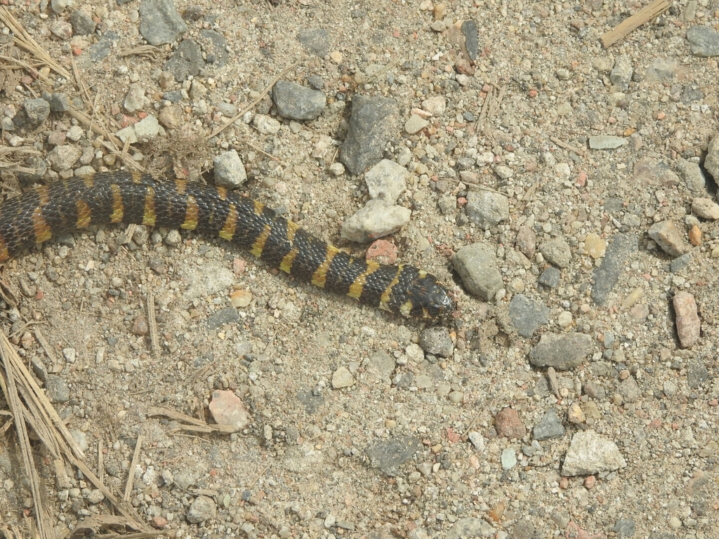 Banded Stream Snake from Tai Po, HK on September 22, 2018 at 09:53 AM ...