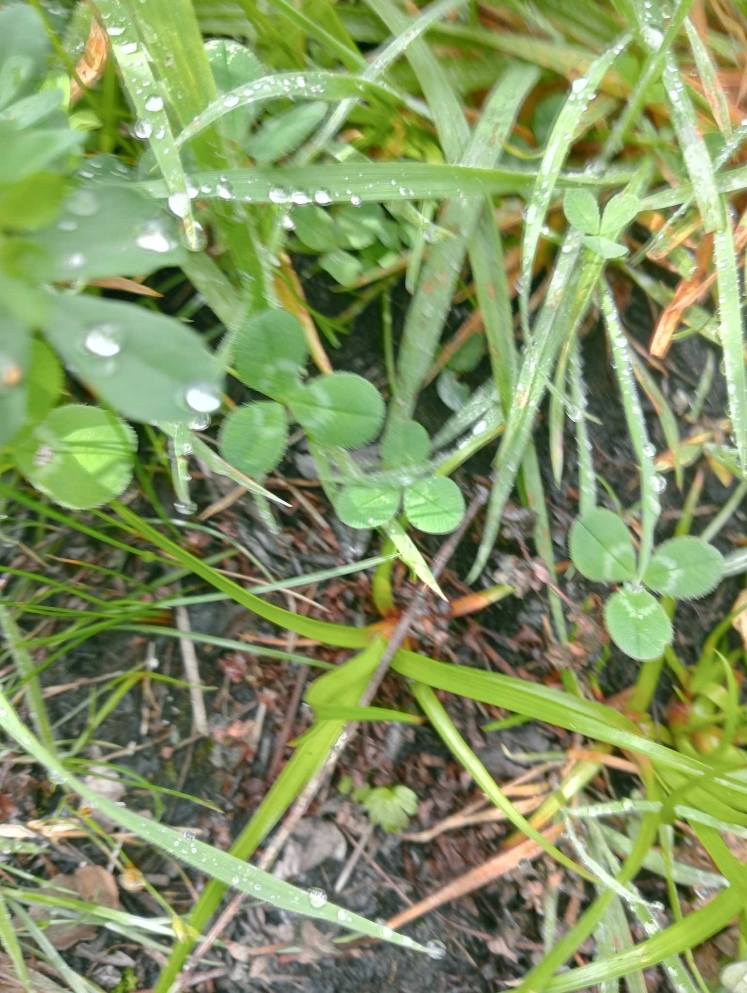 Juncus planifolius R.Br.