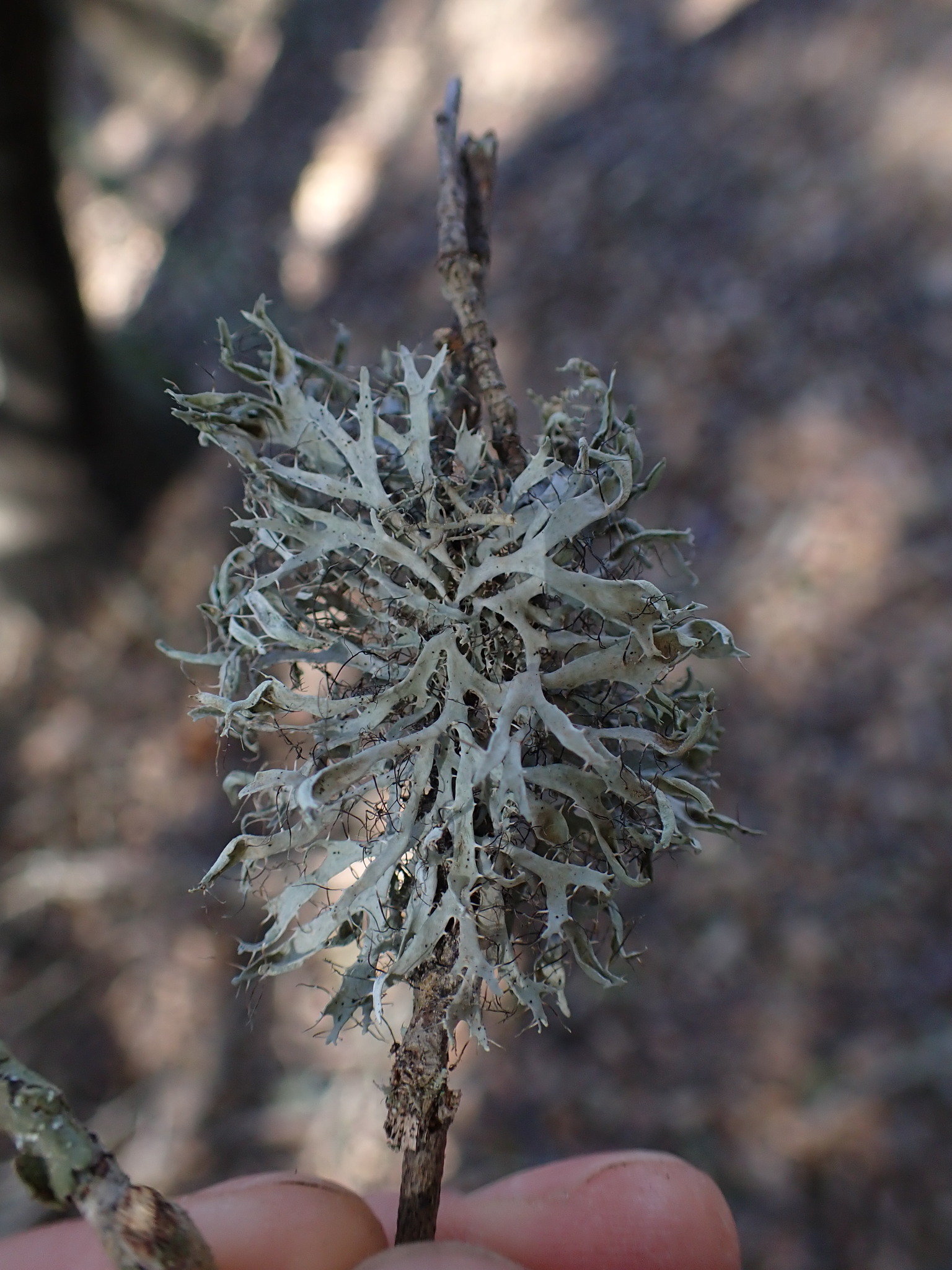 Leucodermia leucomelos (L.) Kalb