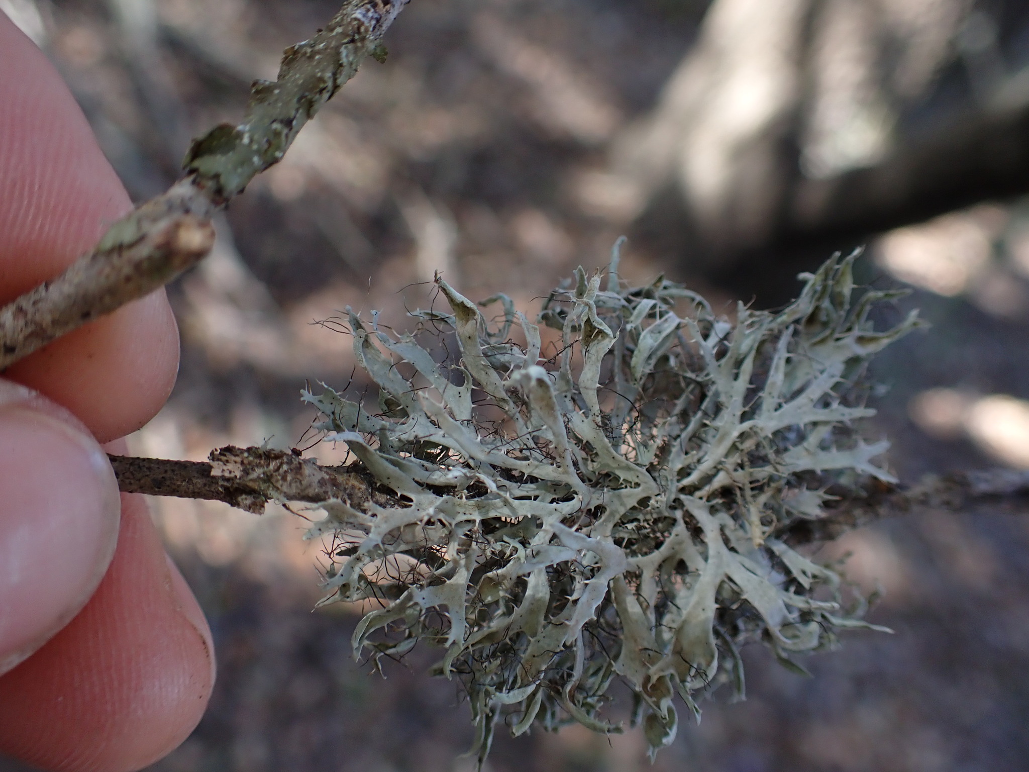 Leucodermia leucomelos (L.) Kalb